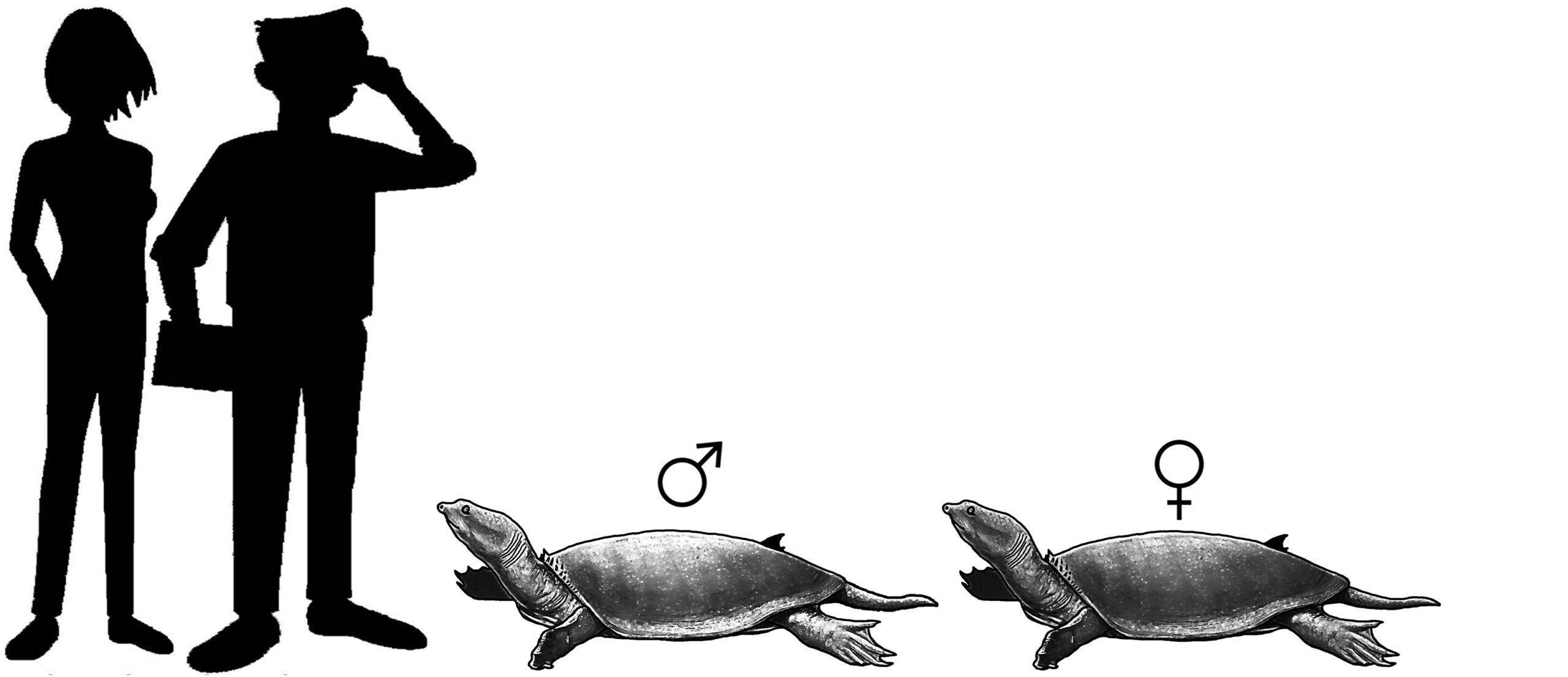 Tierprofil - Axestemys infernalis - Die weißen Steine