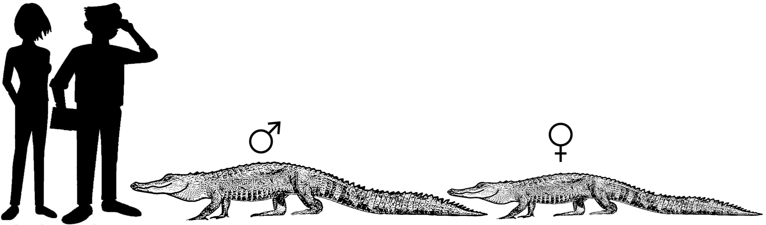 Tierprofil: Brachychampsa montana - Die weißen Steine
