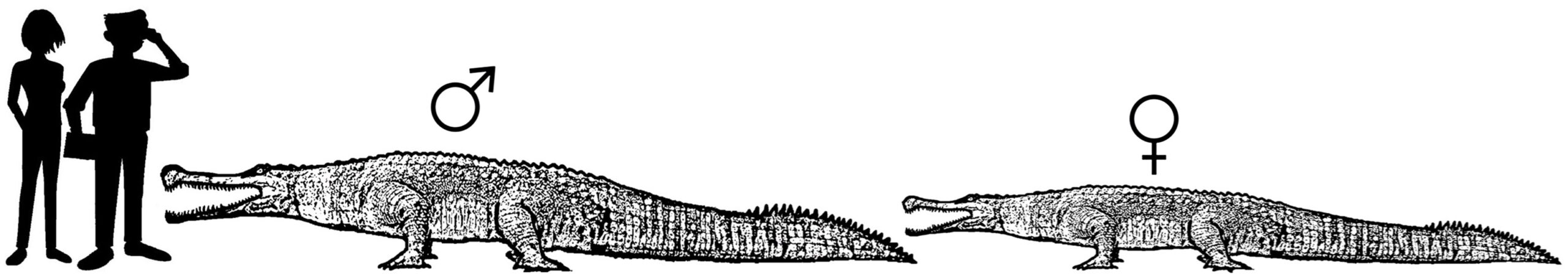 Tierprofil: Thoracosaurus neocesariensis - Die weißen Steine