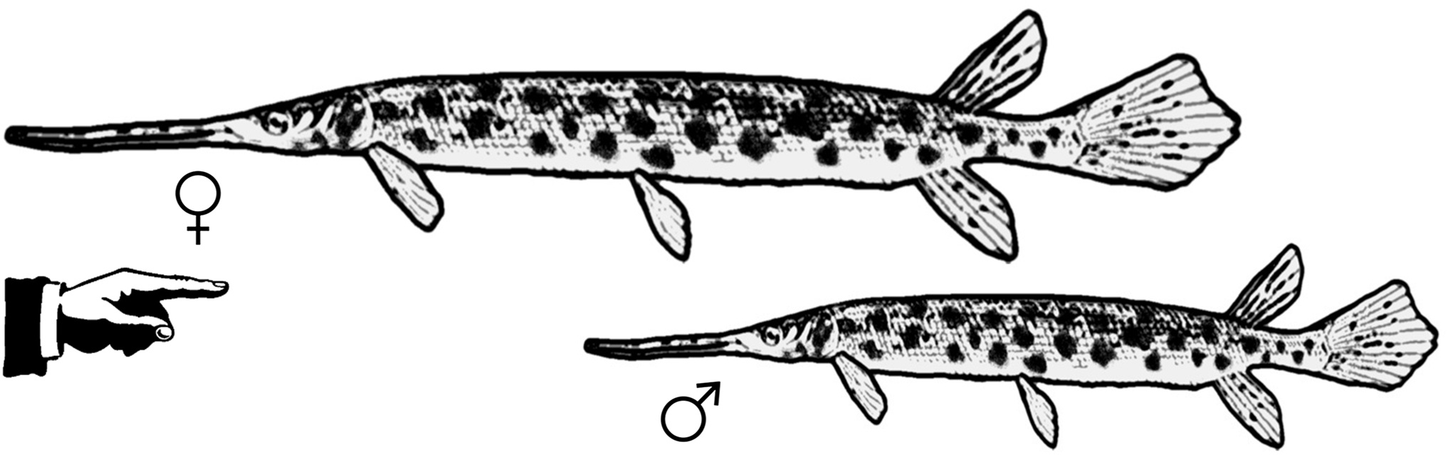 Tierprofil: Lepisosteus occidentalis - Die weißen Steine