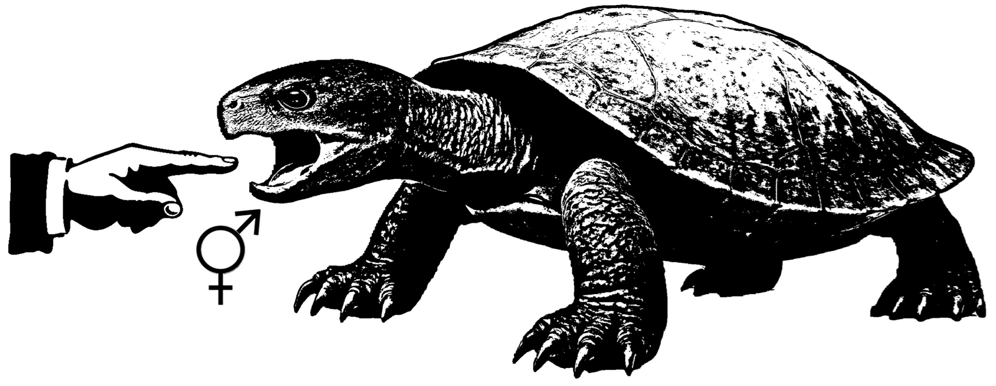 Tierprofil: Basilemys sinuosa - Die weißen Steine