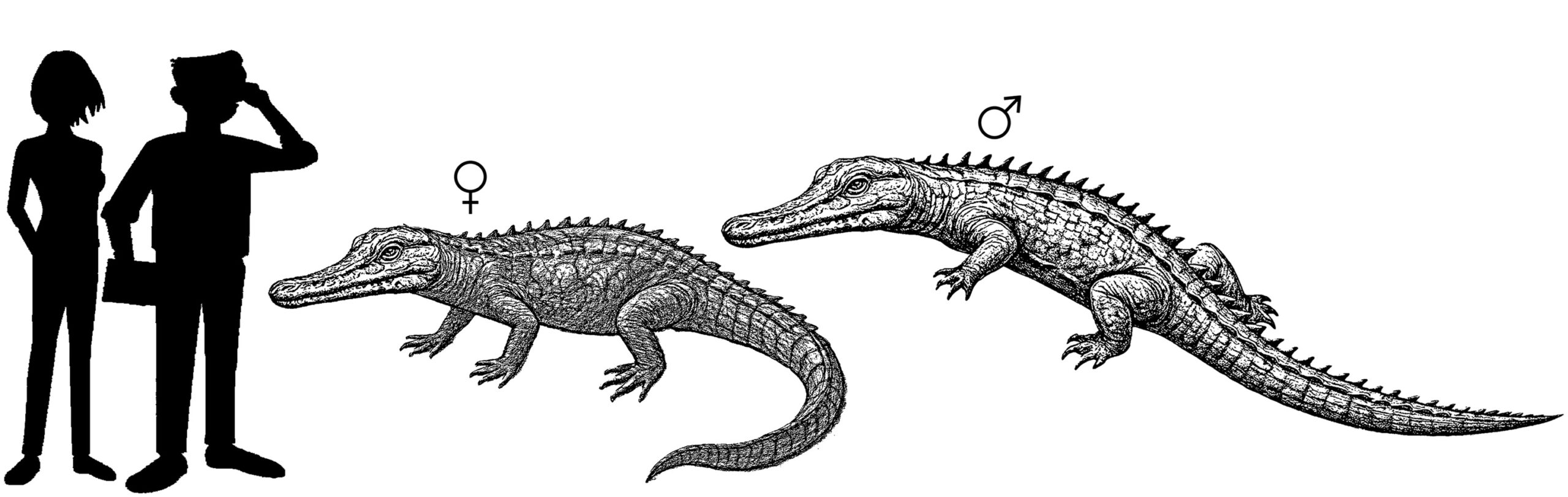 Tierprofil - Champsosaurus natator - Die weißen Steine