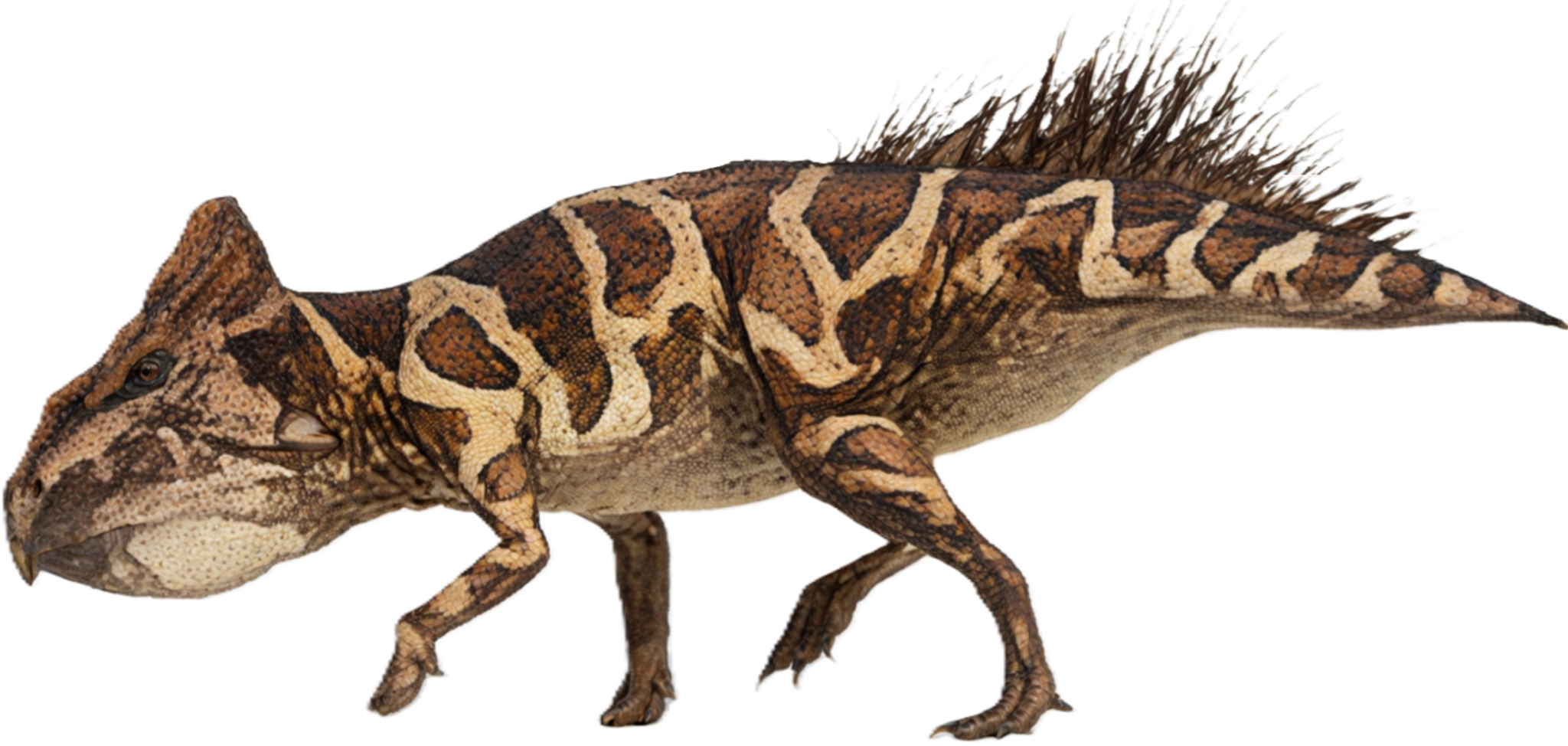 Tierprofil: Leptoceratops gracilis - Die Weißen Steine