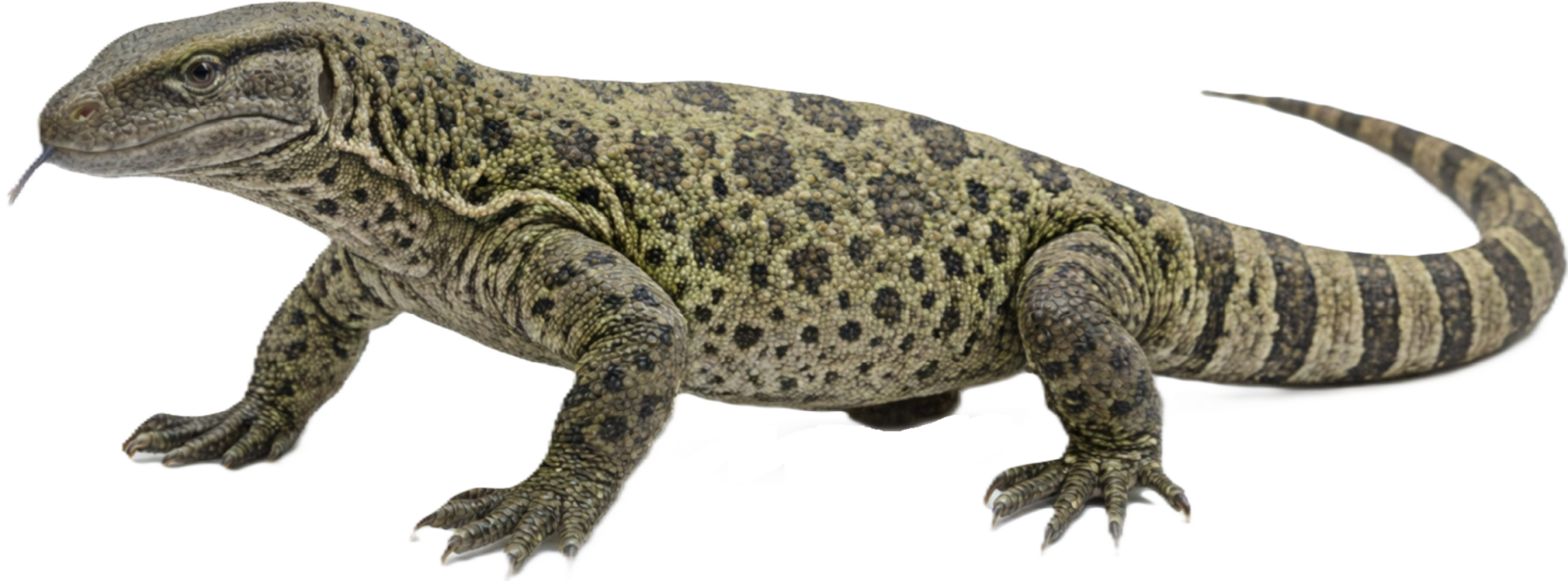 Tierprofil: Palaeosaniwa canadensis - Die Weißen Steine